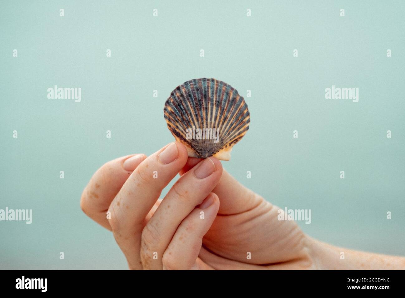 Hand holding seashell Stock Photo - Alamy