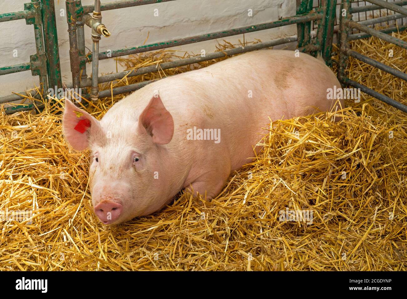 One Big Pig Laying in Straw at Farm Stock Photo - Alamy
