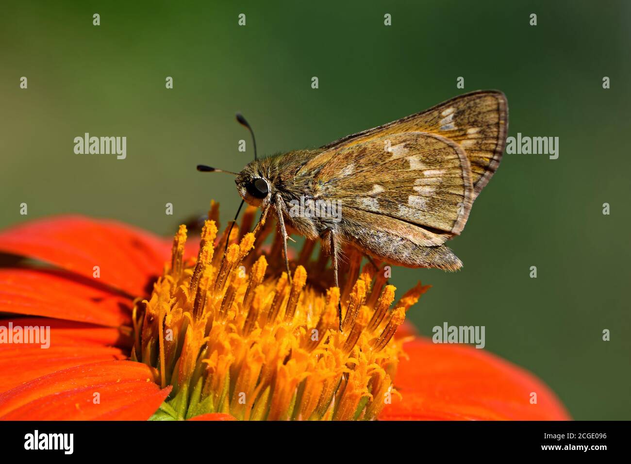 Peck’s skipper on Tithonia diversifolia or Mexican sunflower. Polites ...