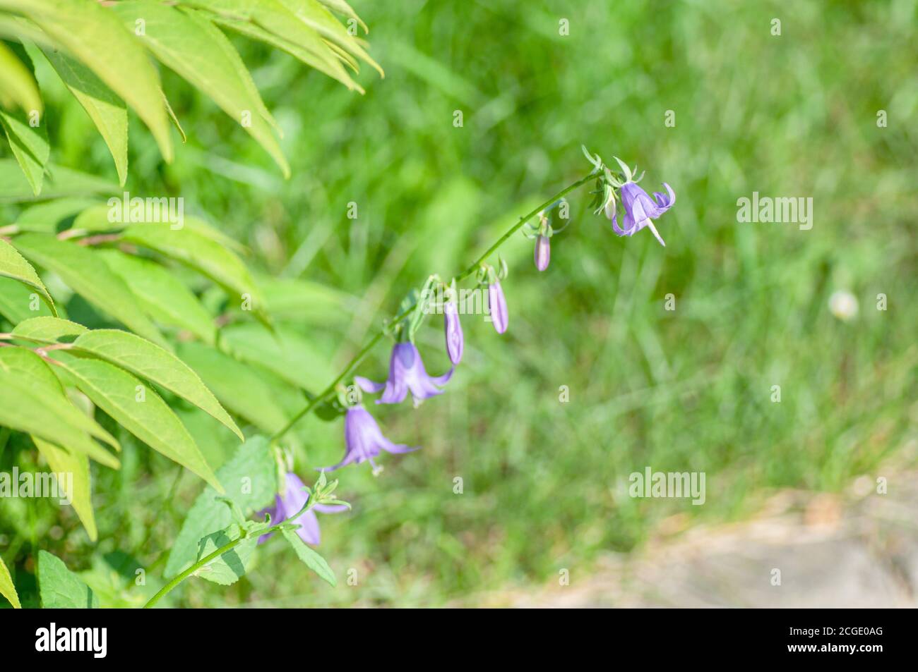 Close up of blue bell flowers. Botanical macrophotography for ...