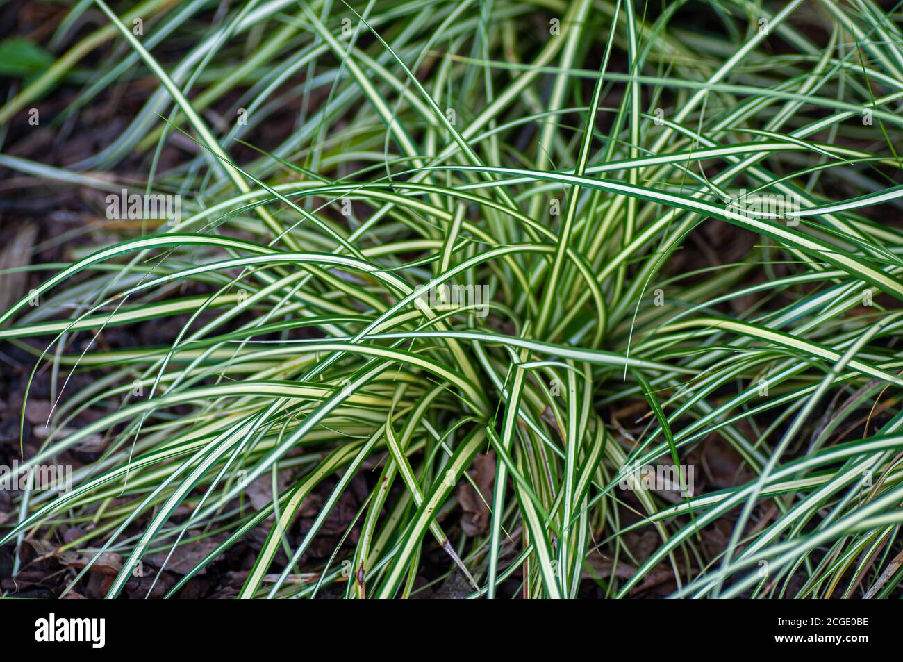 Long fresh green grass with white stripes in garden. Botanical ...
