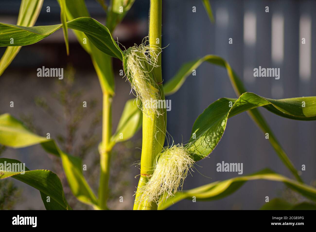 Young tassel and leaf of corn crop, planting in the garden. Botanical ...