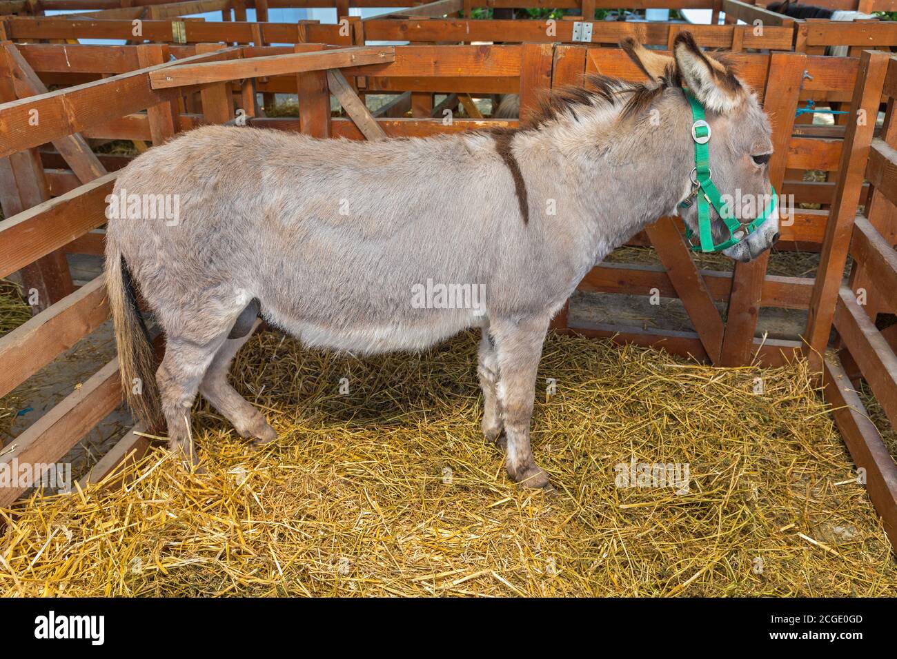 One Grey Donkey in Stables at Farm Stock Photo - Alamy