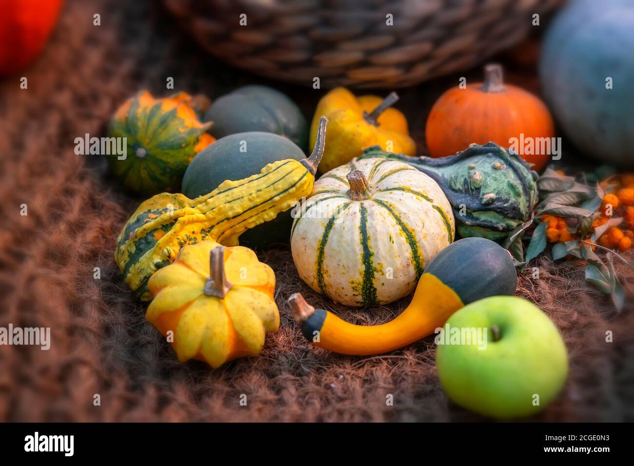 Assorted of organic natural ripe pumpkins. Symbol of harvest ...