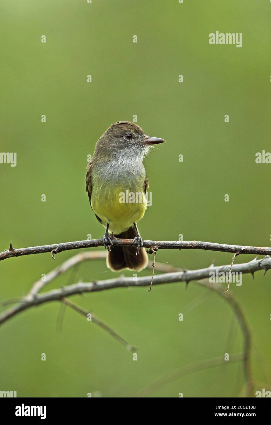 Short-crested Flycatcher (Myiarchus ferox australis) adult perched on ...