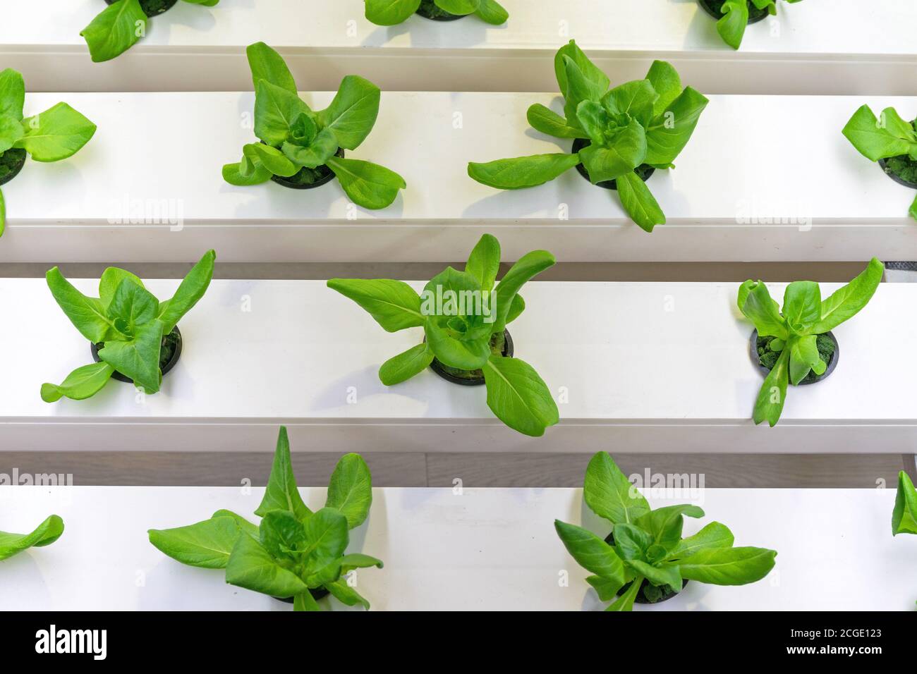 Indoor plants hydroponics hi-res stock photography and images - Alamy