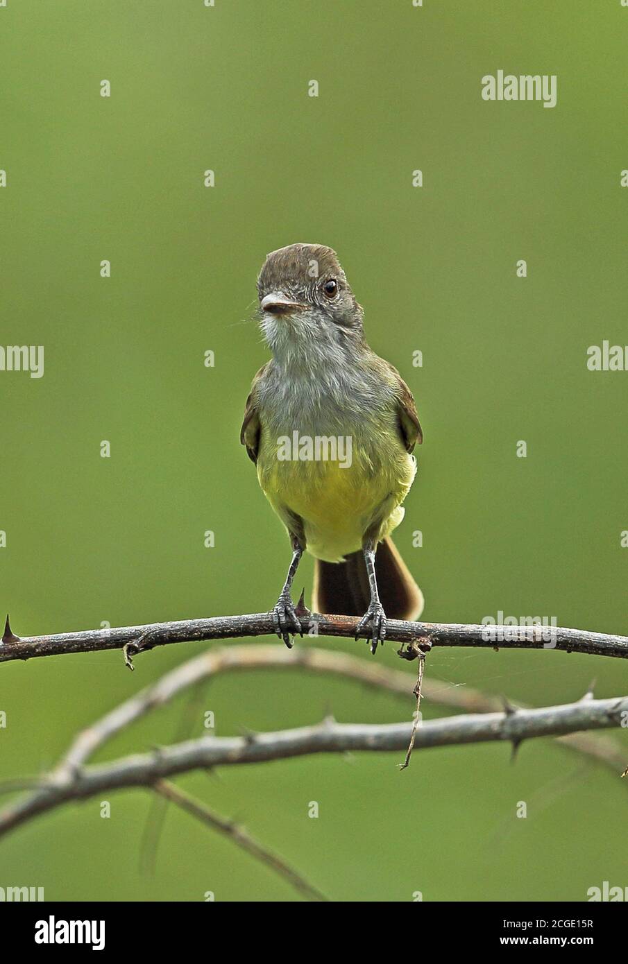 Short crested flycatcher hi-res stock photography and images - Alamy