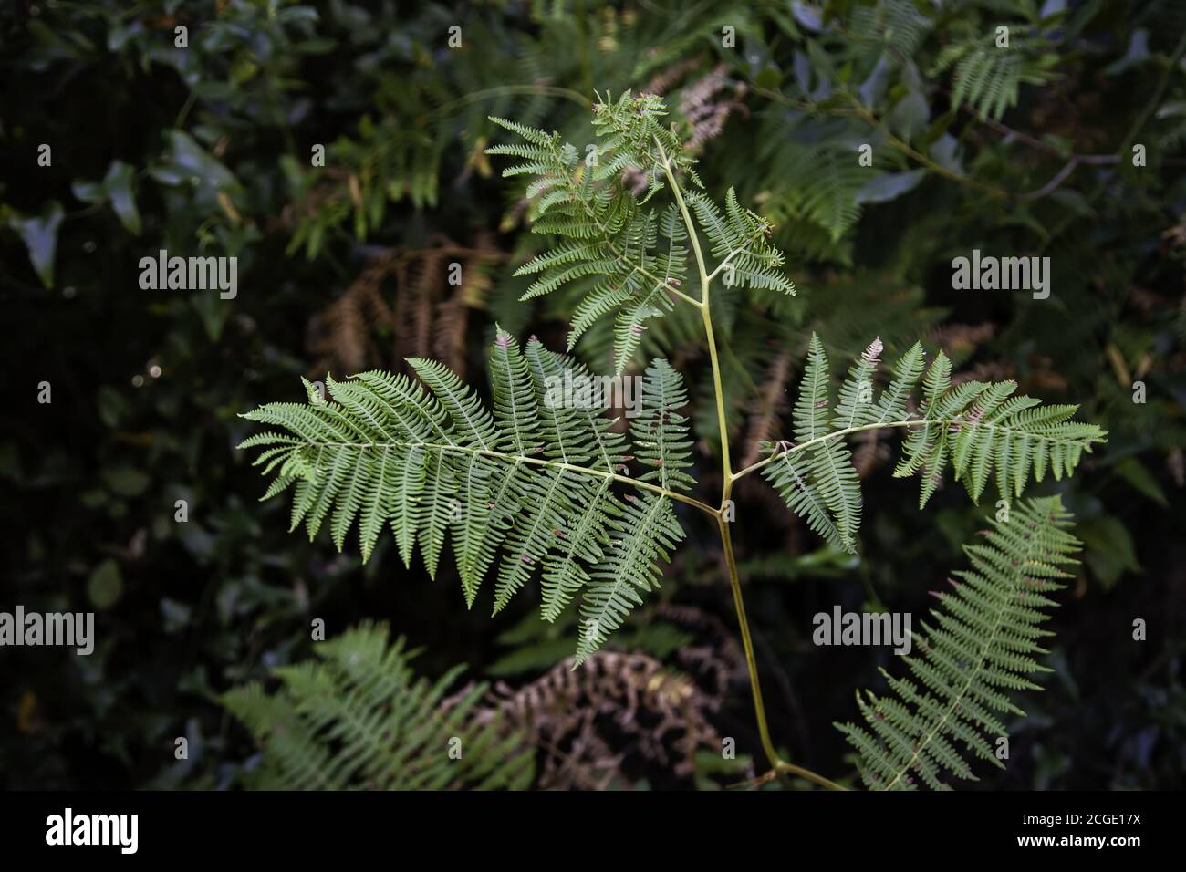 Detail of prehistoric plant in a jungle, nature and environment Stock ...