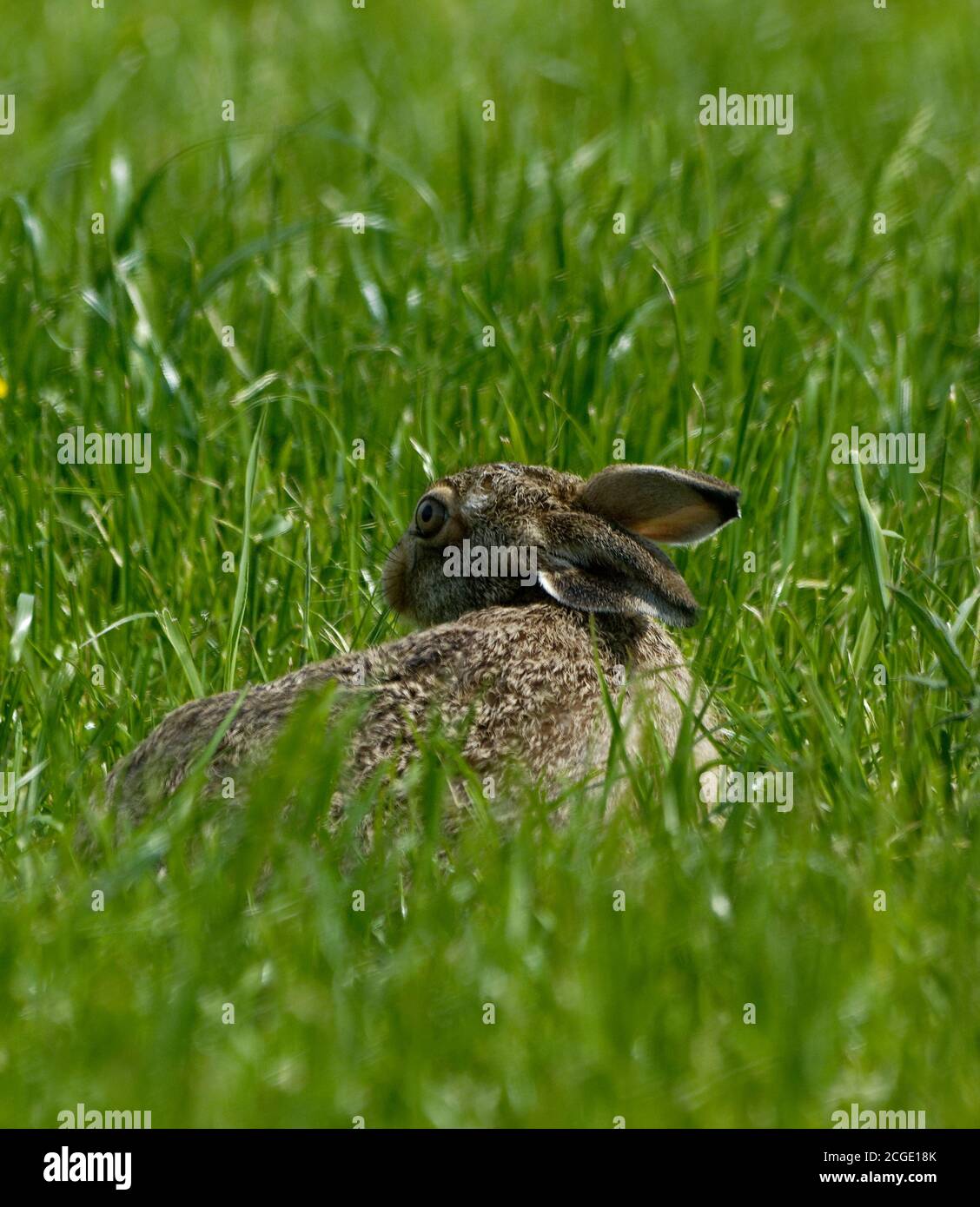 Brown Hare (Lepus europaeus) Leveret amongst long grass in meadow Stock ...