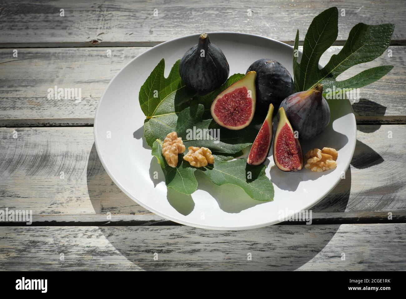 Fig leaf palm hi-res stock photography and images - Alamy