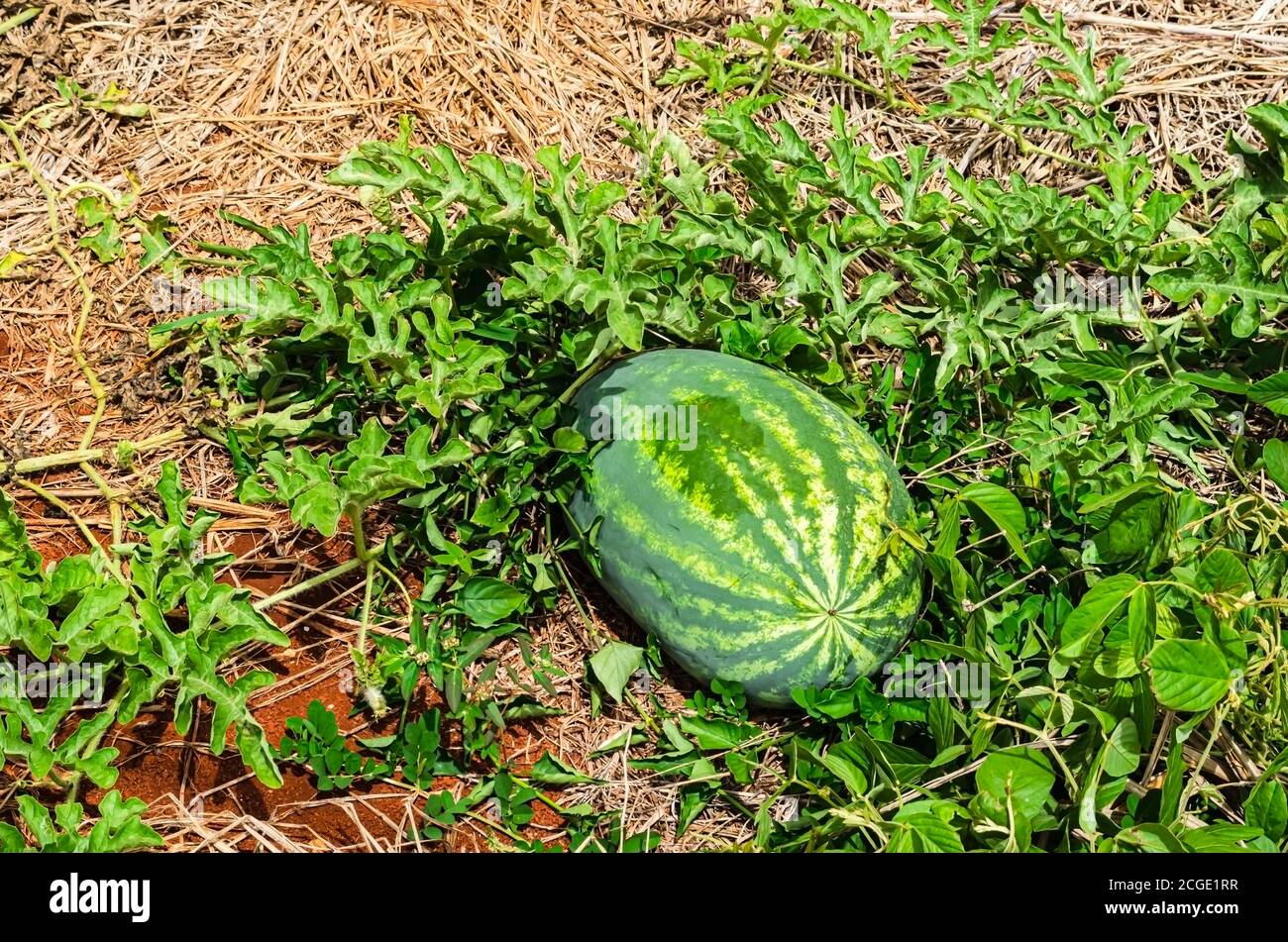 Watermelons on the ground hi-res stock photography and images - Alamy
