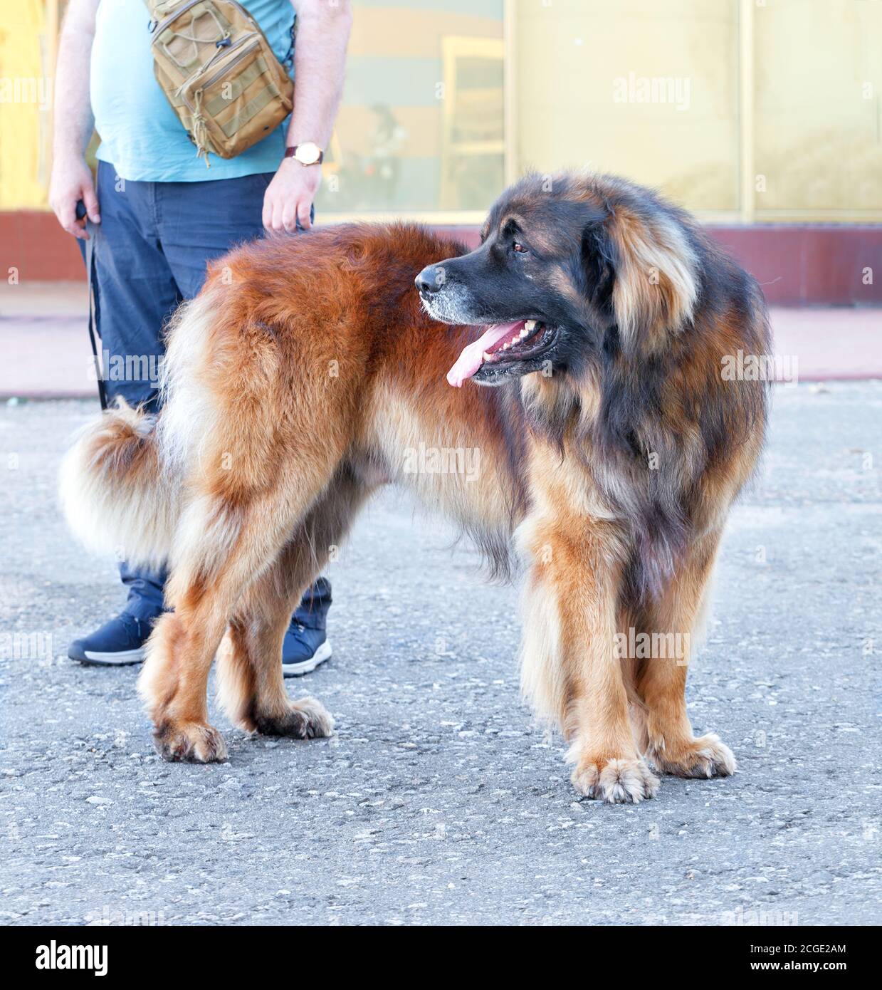 Portrait leonberger hi-res stock photography and images - Alamy