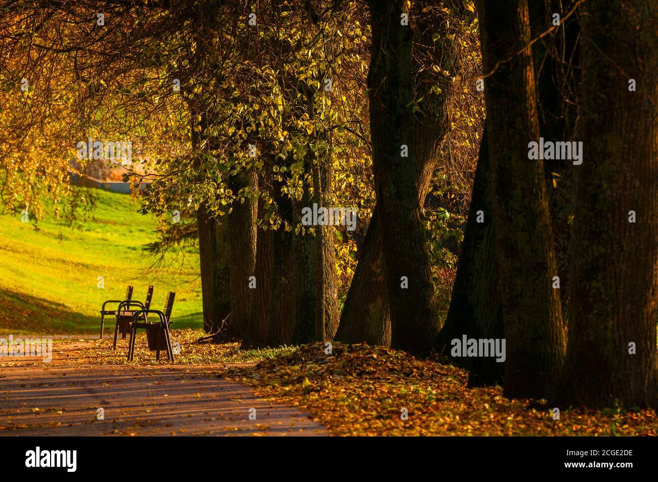 Autumn landscape. Autumn city park, benches under the yellow trees ...