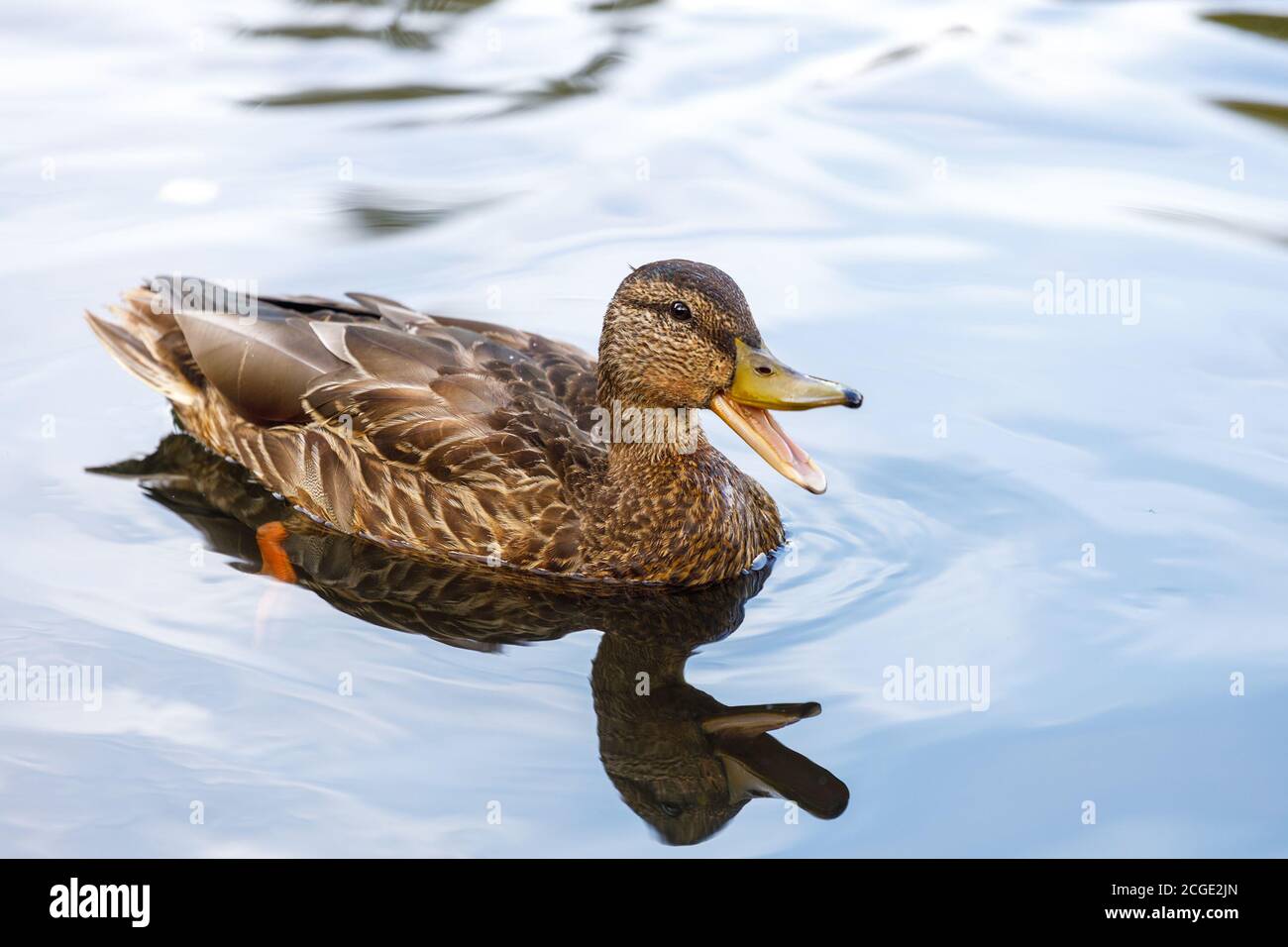 Mallard Duck Beak Open High Resolution Stock Photography and Images - Alamy