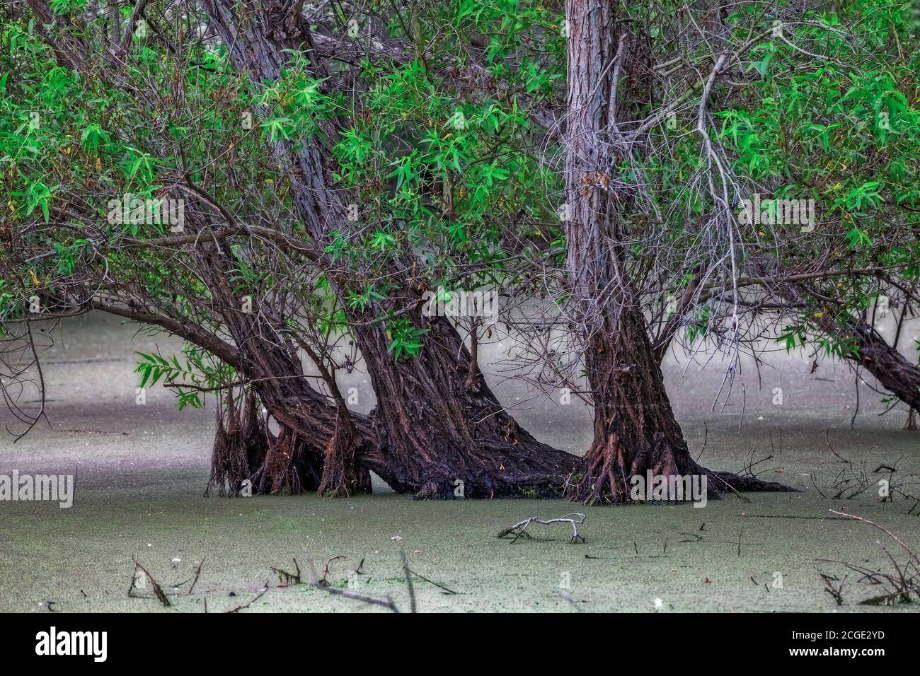 Madrona Marsh Wetlands is a vernal freshwater marsh and is ...