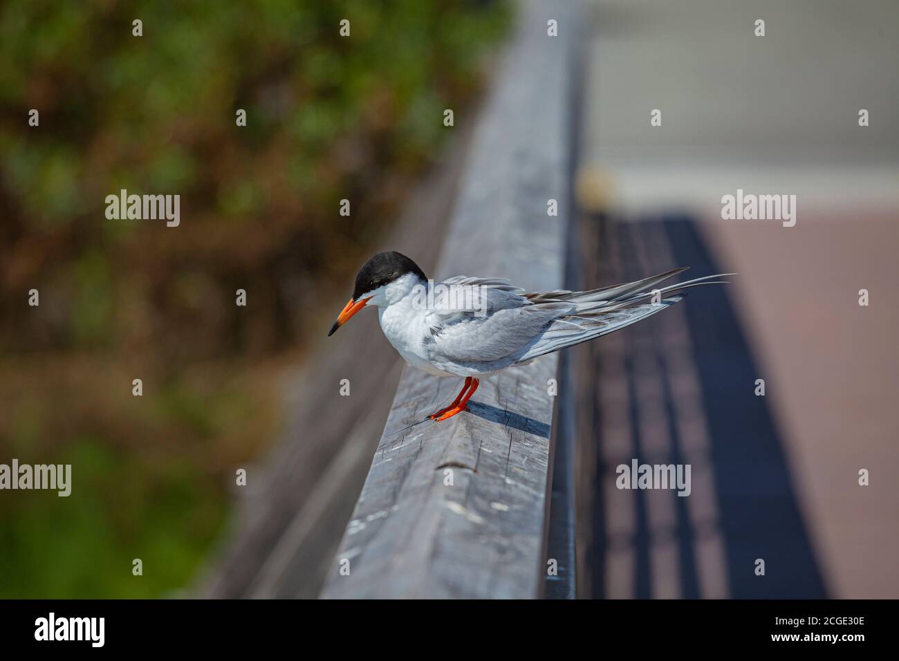 Tern, Bolsa Chica Ecological Reserve, Orange County, California, USA ...