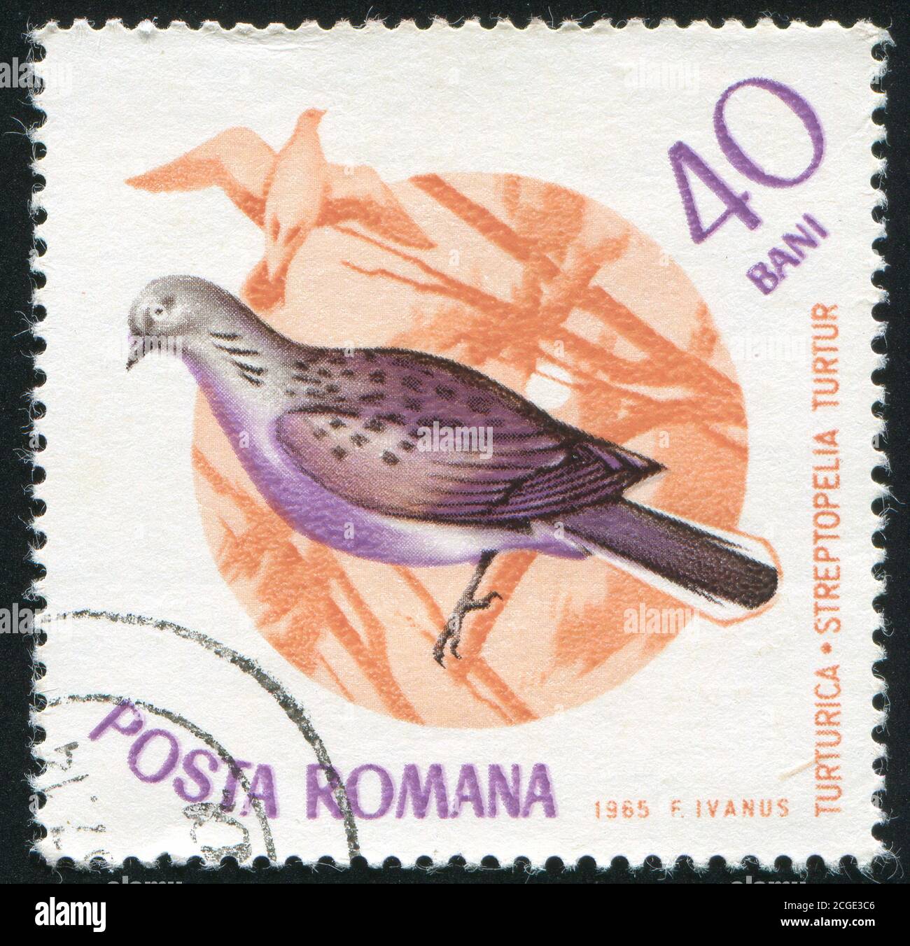 ROMANIA - CIRCA 1965: stamp printed by Romania, show Turtle dove, circa ...