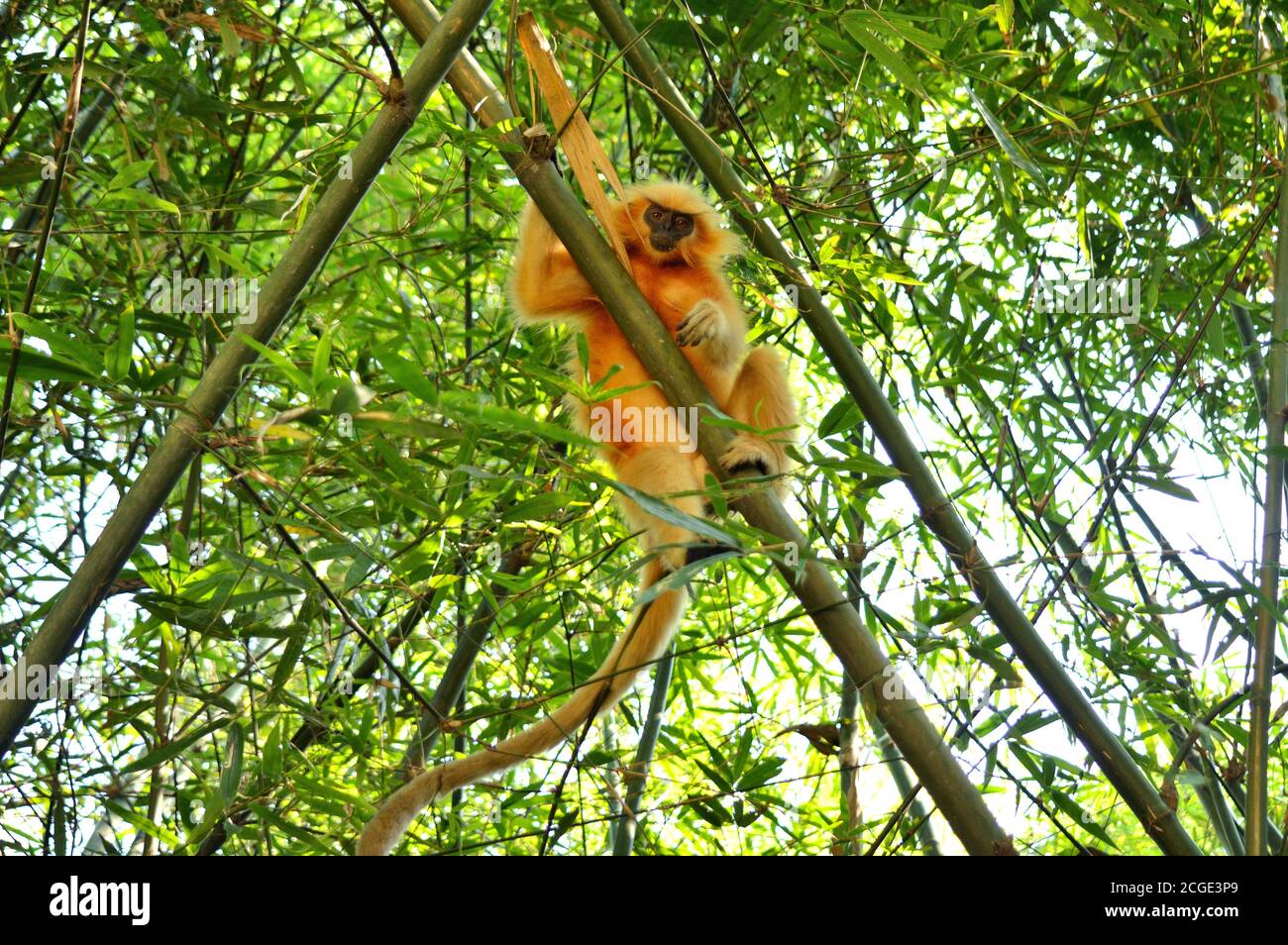 Golden langur monkey assam hi-res stock photography and images - Alamy