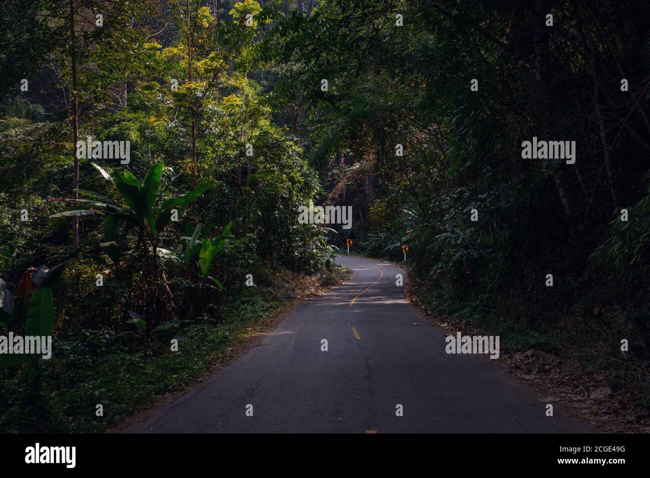 Summer forest road in Asia The surface is asphaltic concrete. on both ...