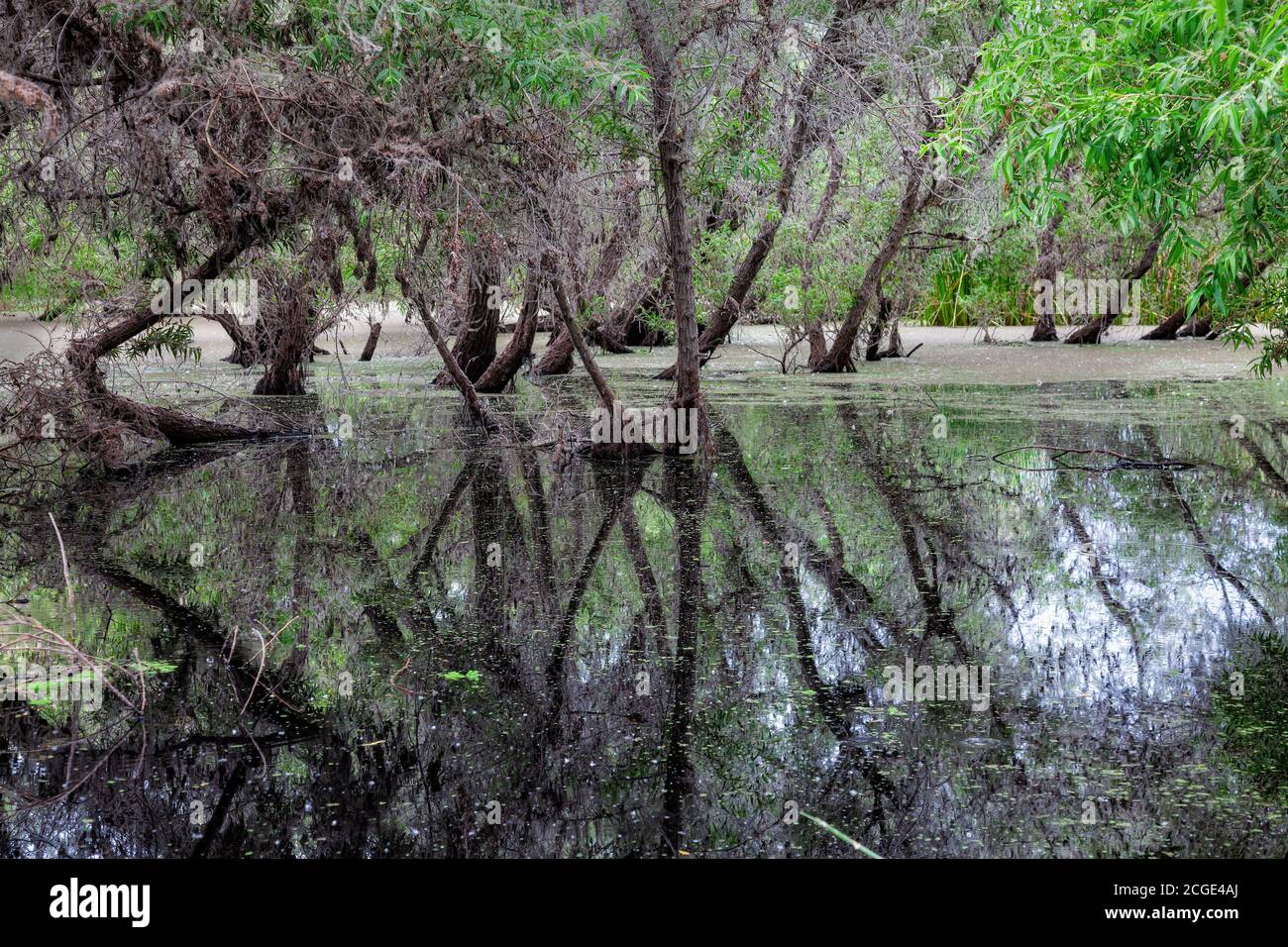 Marsh trees hi-res stock photography and images - Alamy