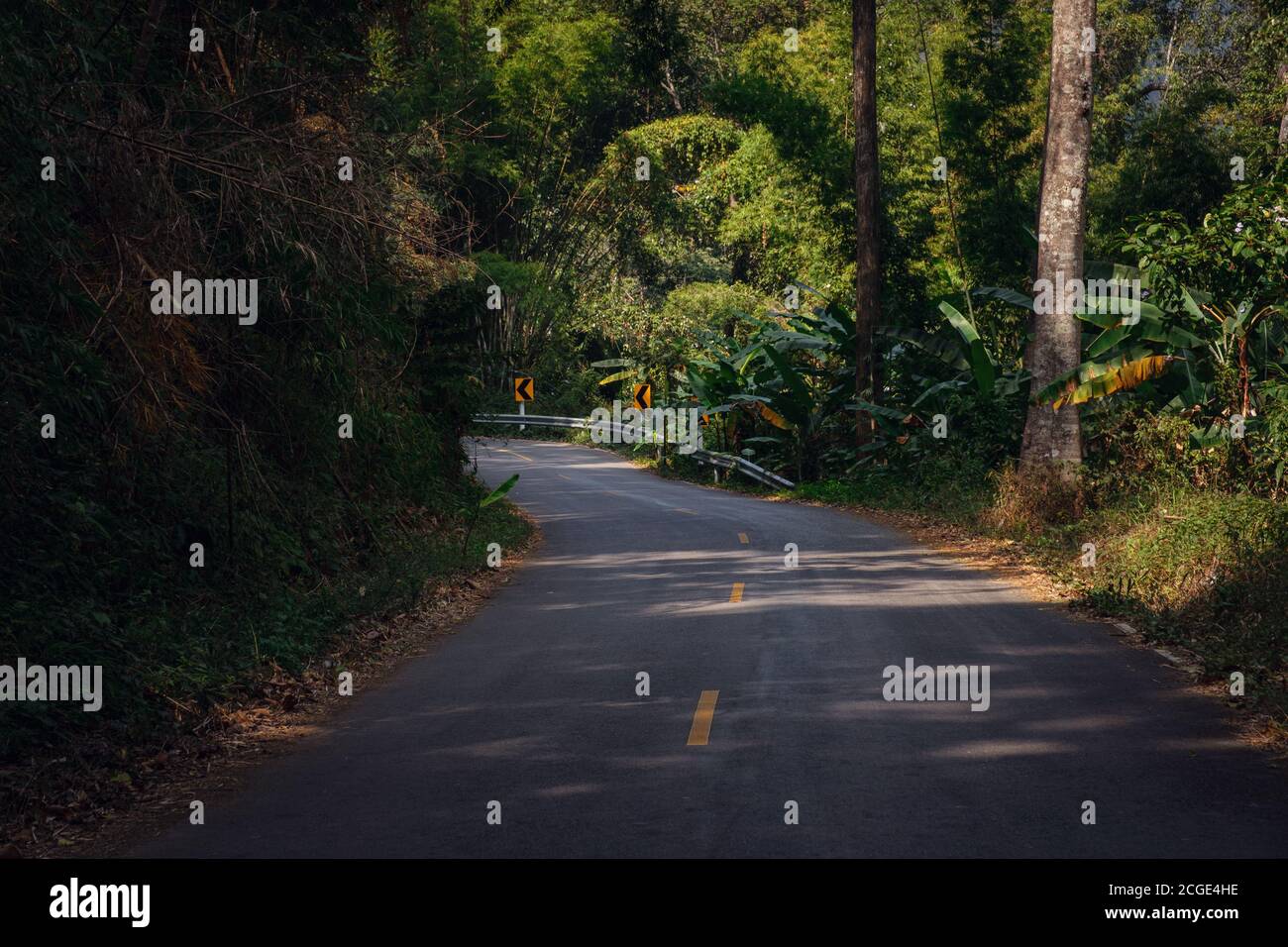 Summer forest road in Asia The surface is asphaltic concrete. on both ...