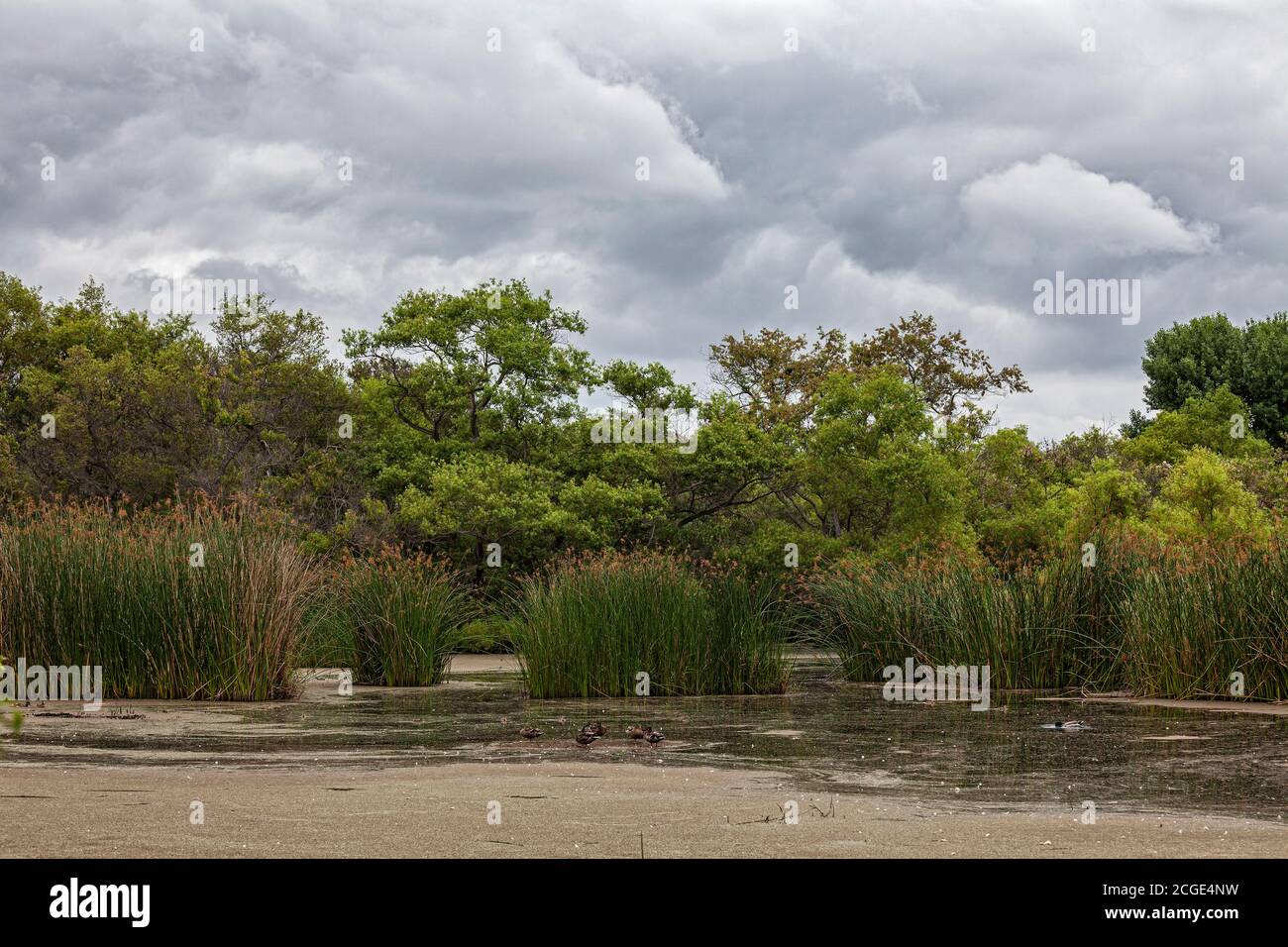 Wetlands marsh hi-res stock photography and images - Alamy