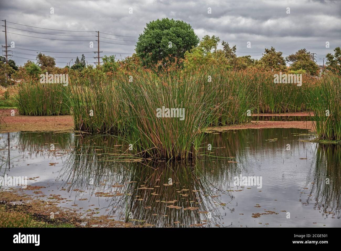 Freshwater tall grasses hi-res stock photography and images - Alamy