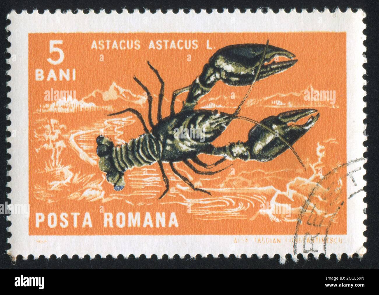 ROMANIA - CIRCA 1966: stamp printed by Romania, shows Molluscs and ...