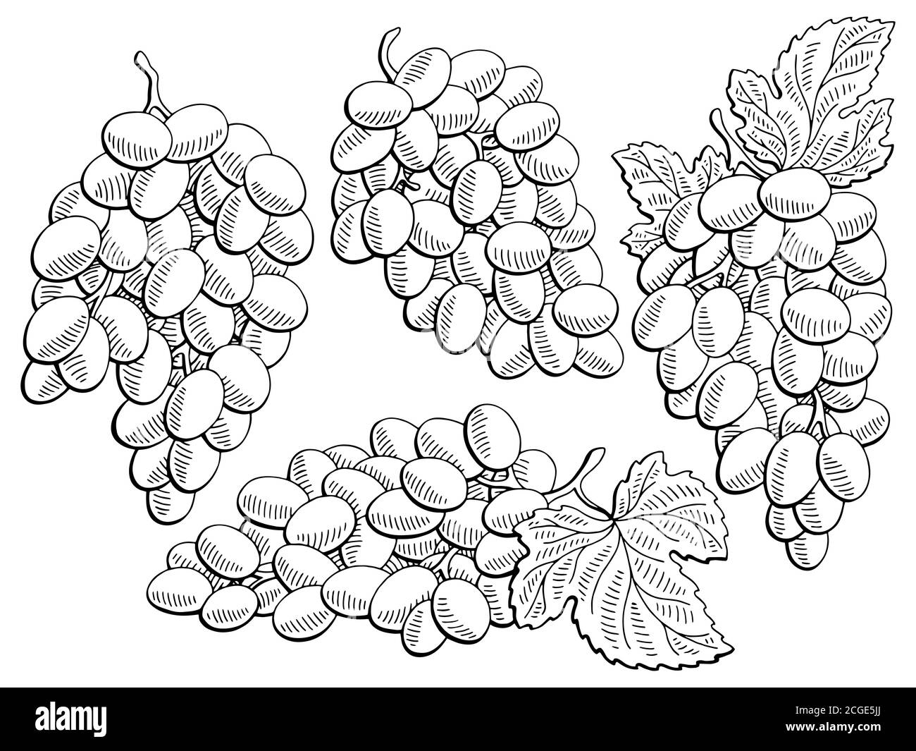 Grapes Fruit Drawing