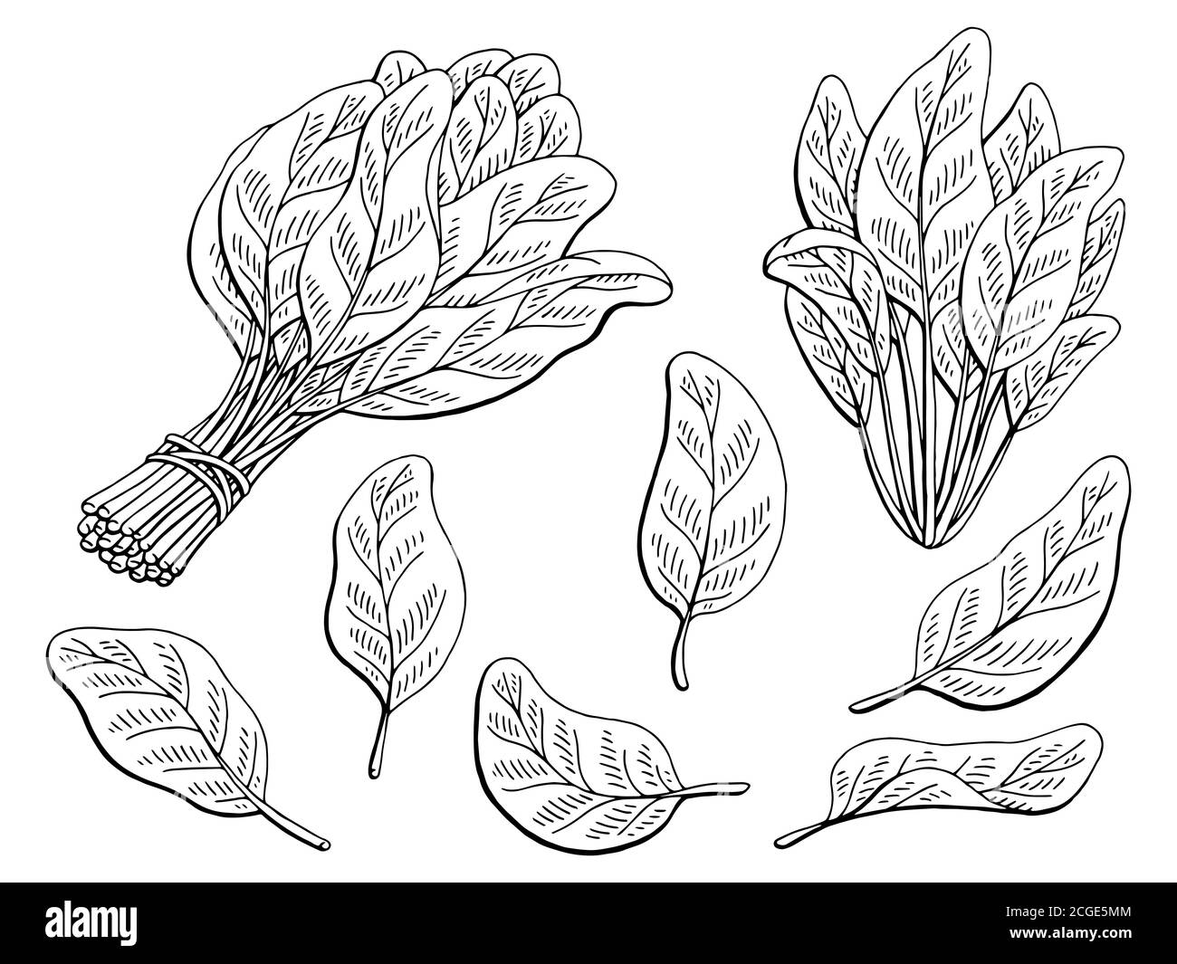 Spinach Vector