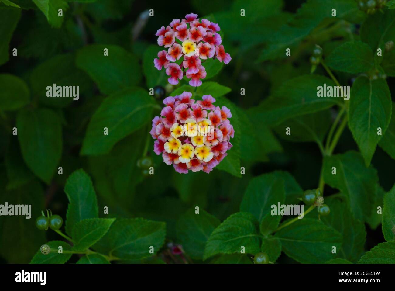 Lantana Camara colored flowers pink and yellow Stock Photo - Alamy