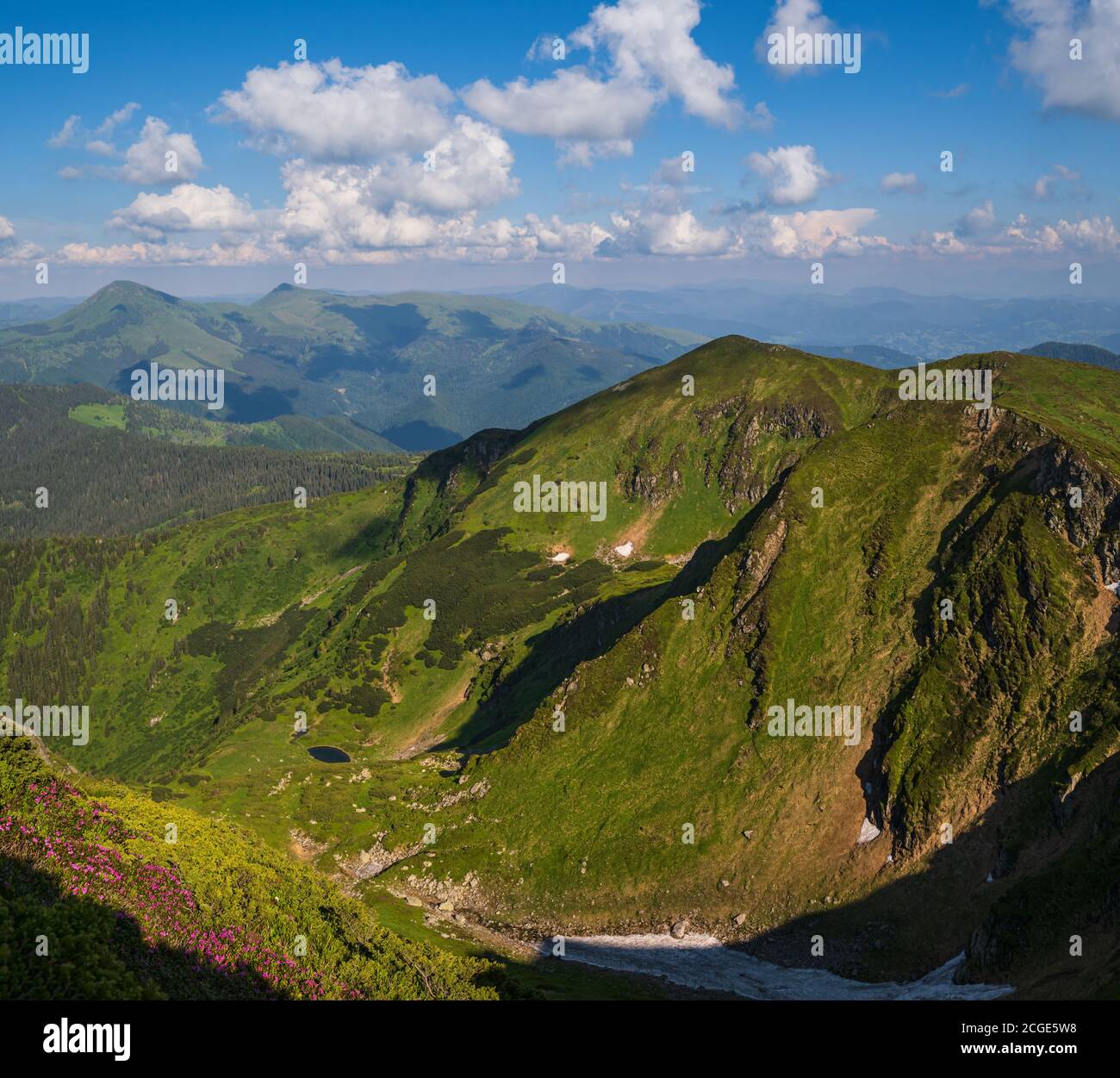 Pink rose rhododendron flowers on summer mountain slope. Pip Ivan ...