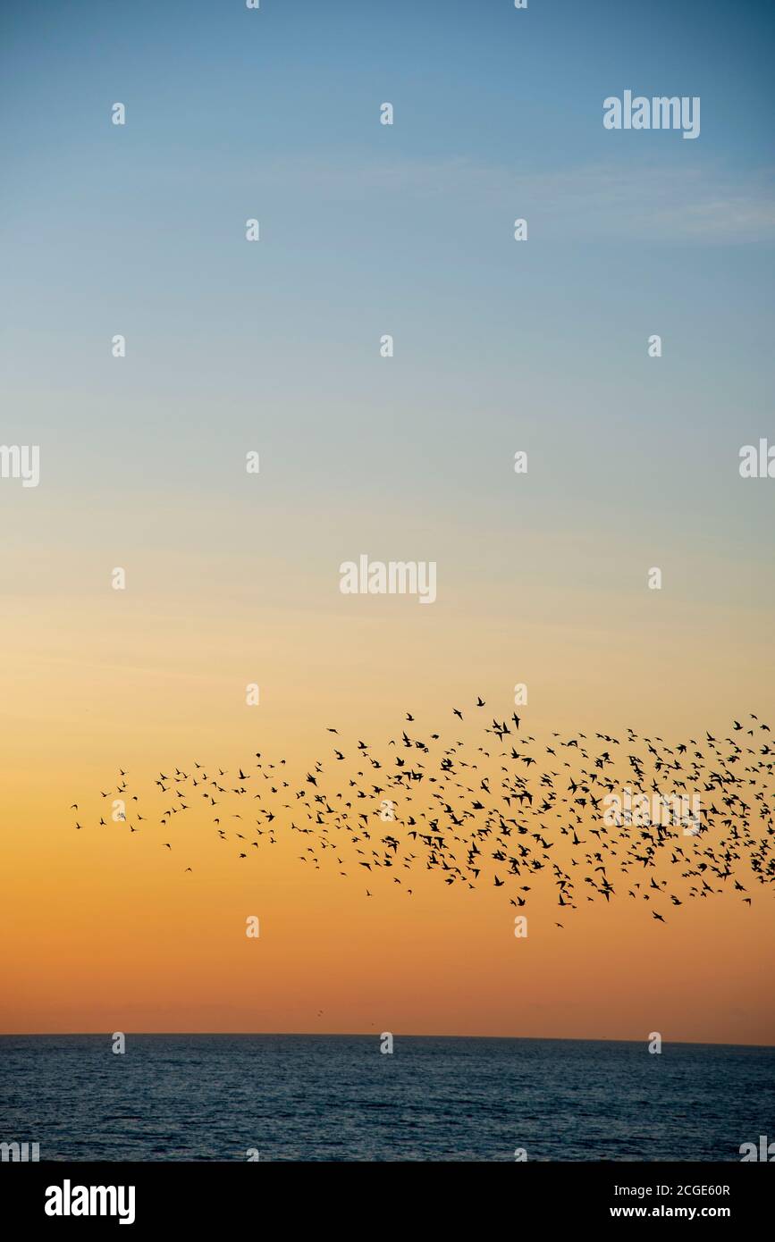 Murmuration of starlings sunset hi-res stock photography and images - Alamy