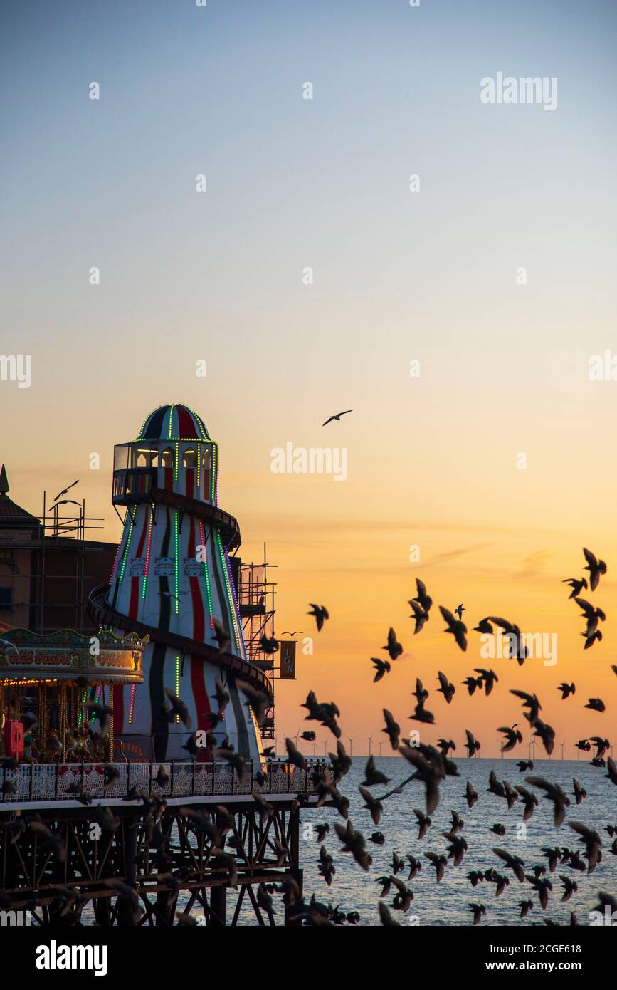Starling murmuration hi-res stock photography and images - Alamy