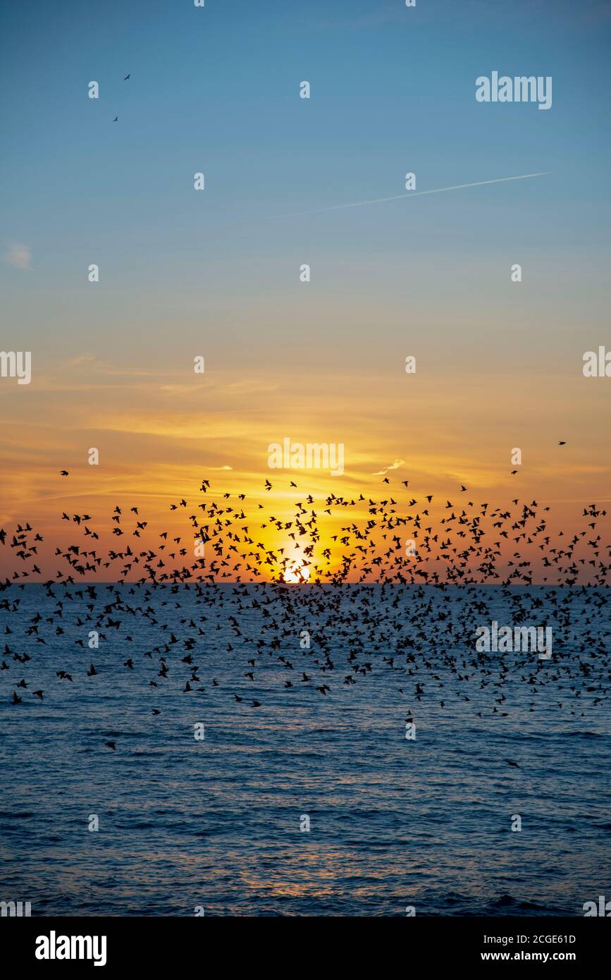 Murmuration of starlings sunset hi-res stock photography and images - Alamy