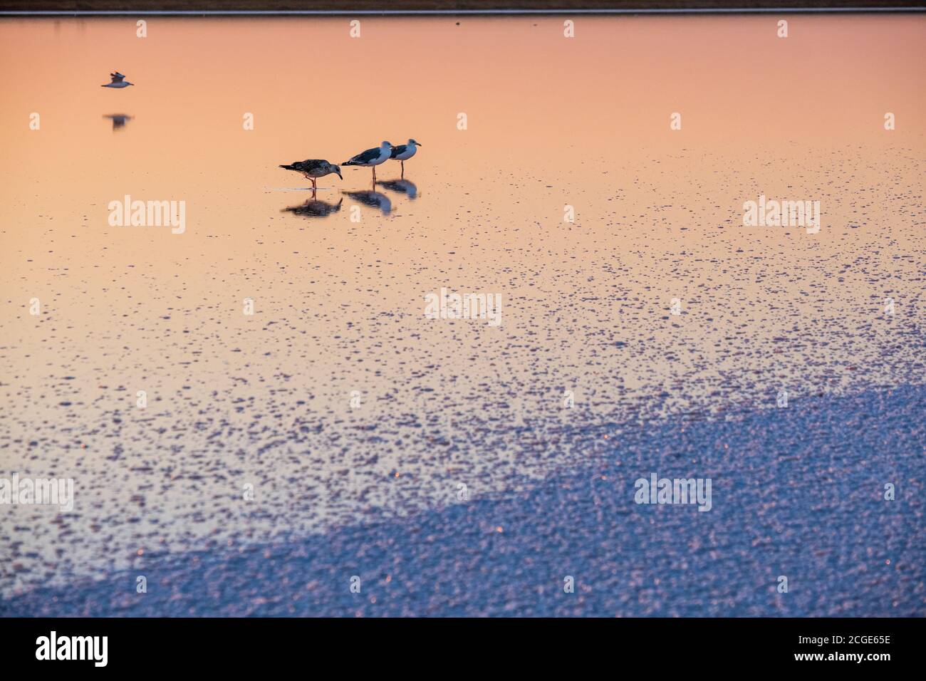 Seagull birds on sunset Genichesk pink extremely salty lake (colored by ...
