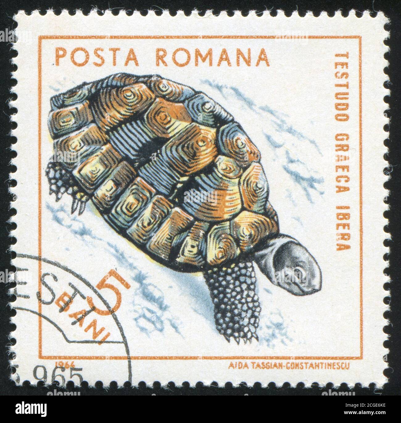 ROMANIA - CIRCA 1965: stamp printed by Romania, show Greek Tortoise ...