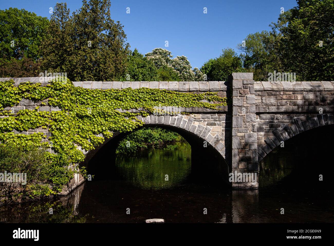 American ivy hi-res stock photography and images - Alamy
