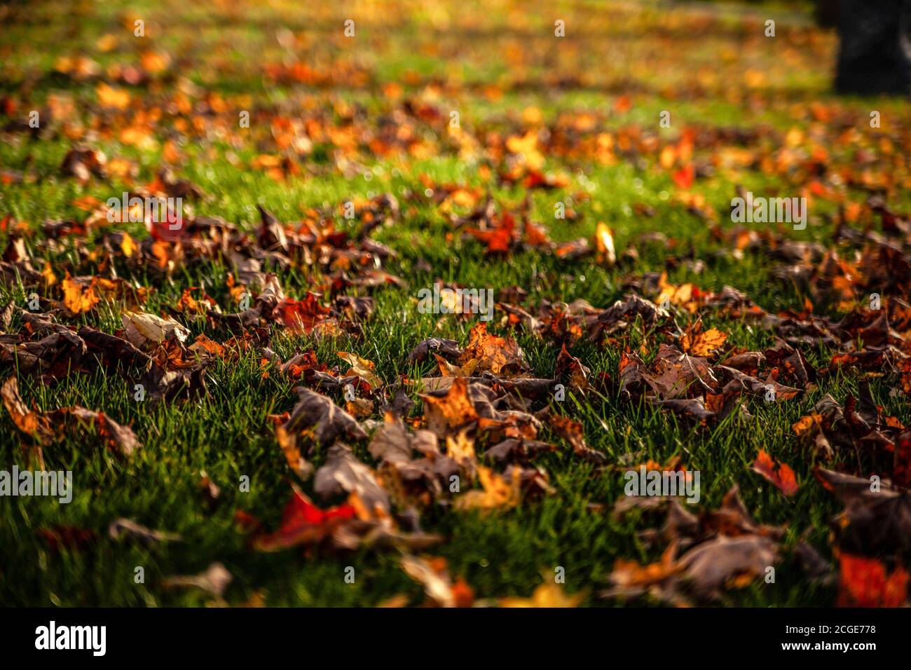 The close-up of dry fall leaves laying on the green grass in chaotic ...