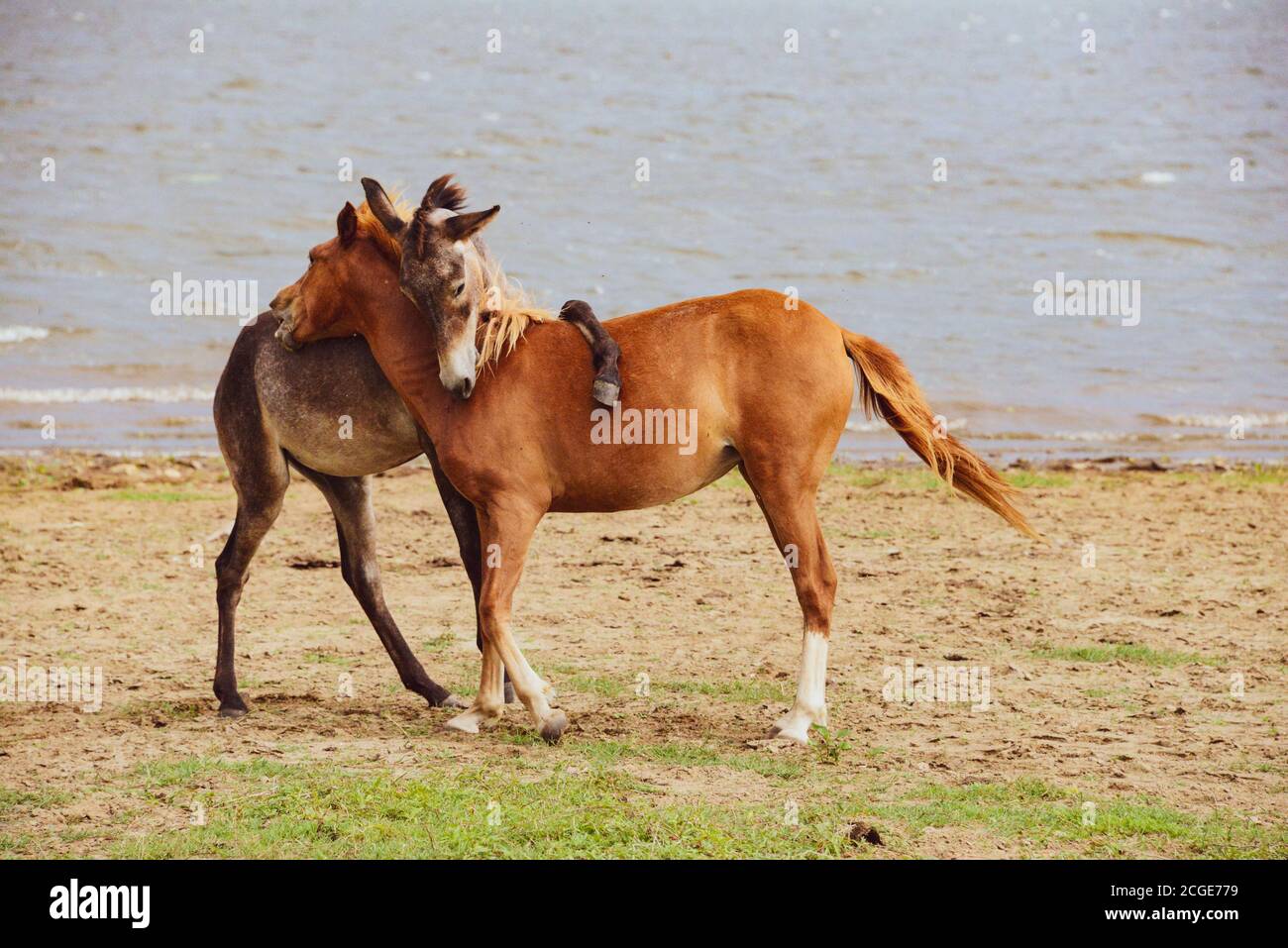 fighting horse with jackass or friends Stock Photo - Alamy