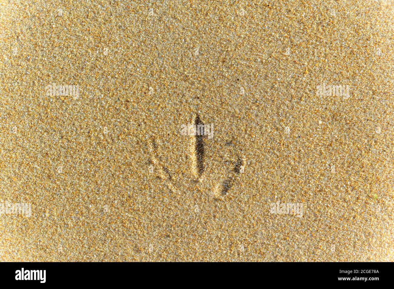 Bird footprint pattern hi-res stock photography and images - Alamy