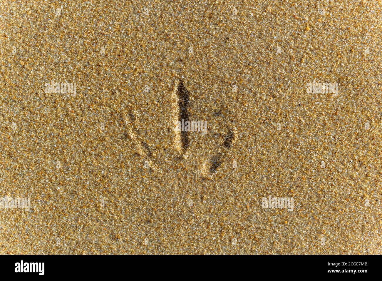 Bird footprint pattern hi-res stock photography and images - Alamy