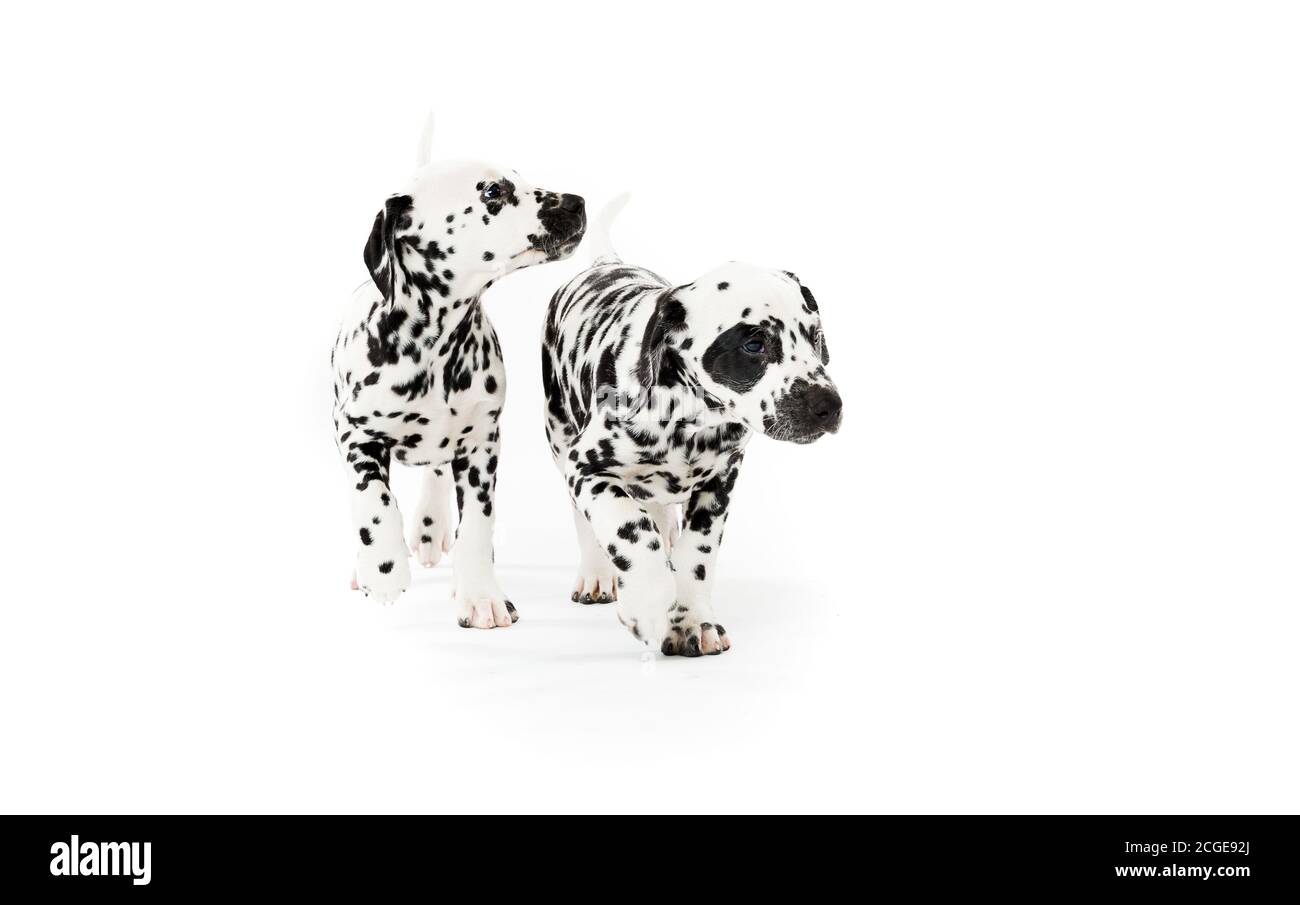 Bølack and white spotted dalmatian dogs isolated on white seamless ...
