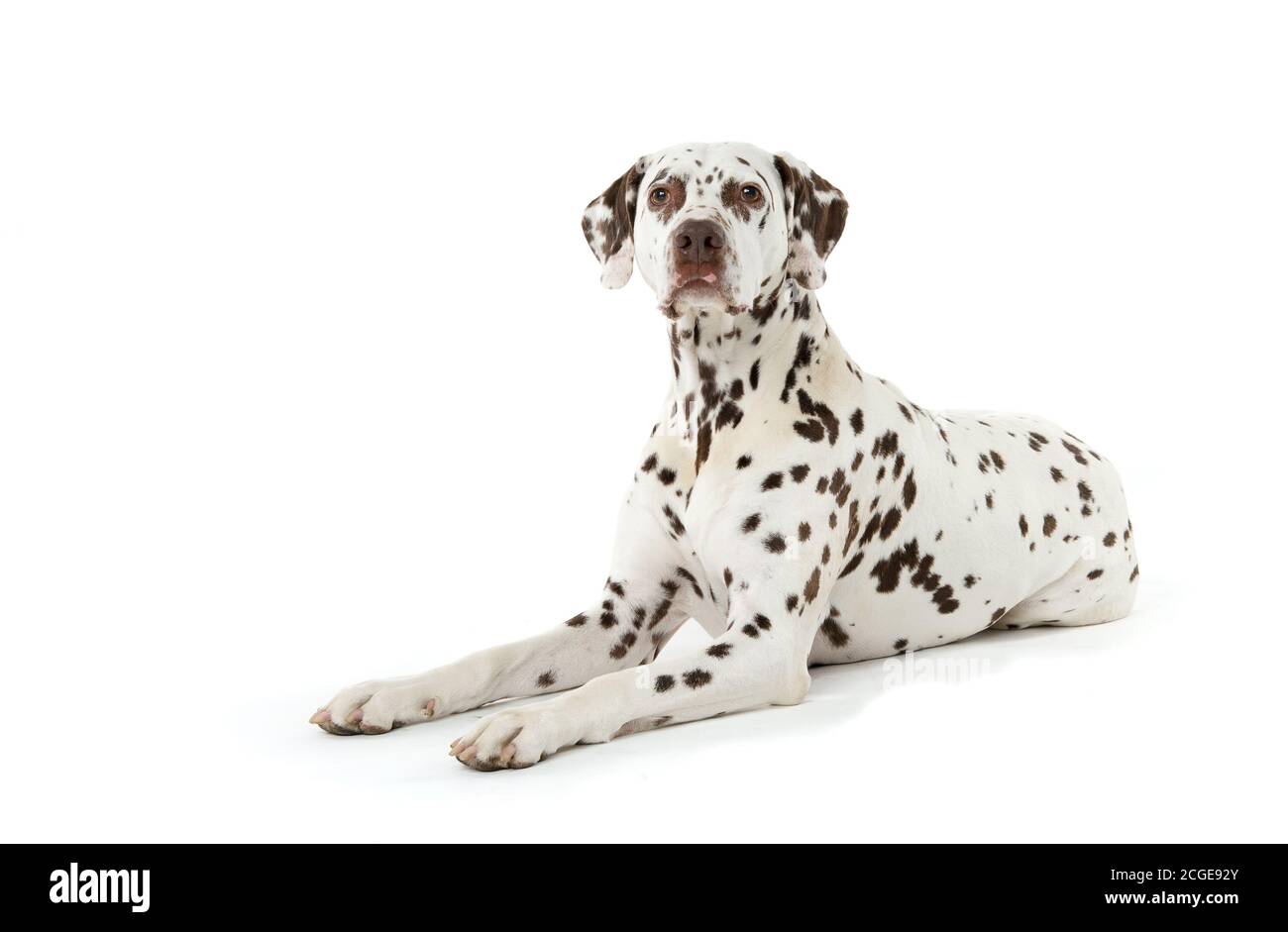 Bølack and white spotted dalmatian dogs isolated on white seamless ...