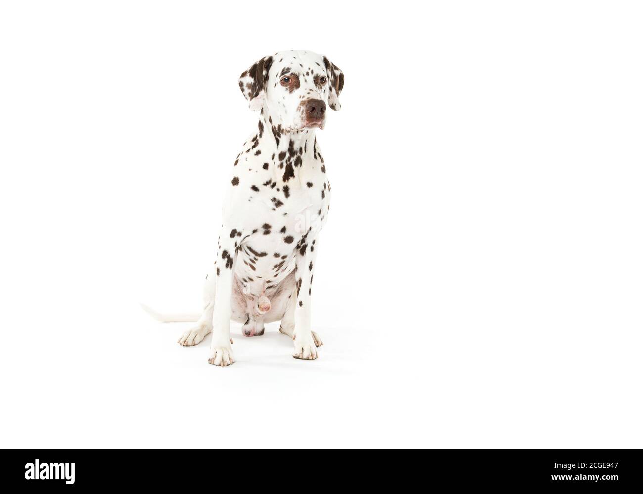 Bølack and white spotted dalmatian dogs isolated on white seamless ...