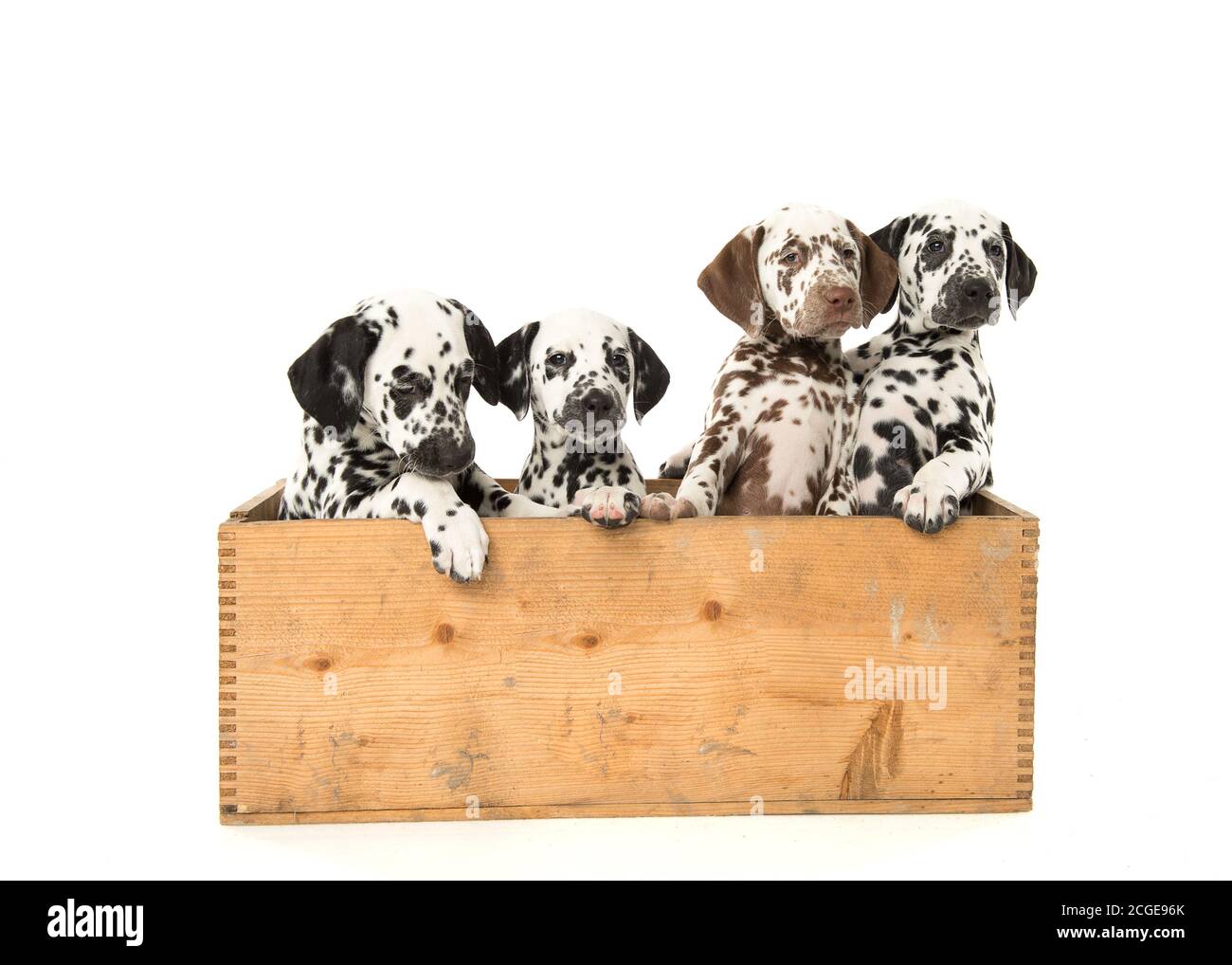 Bølack and white spotted dalmatian dogs isolated on white seamless ...
