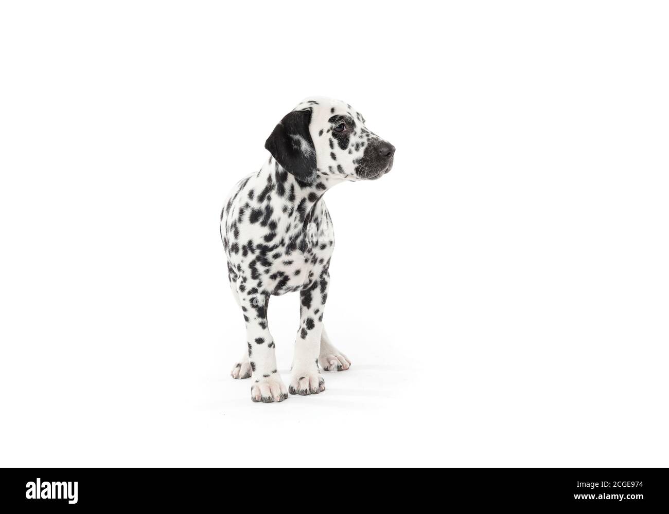 Bølack and white spotted dalmatian dogs isolated on white seamless ...