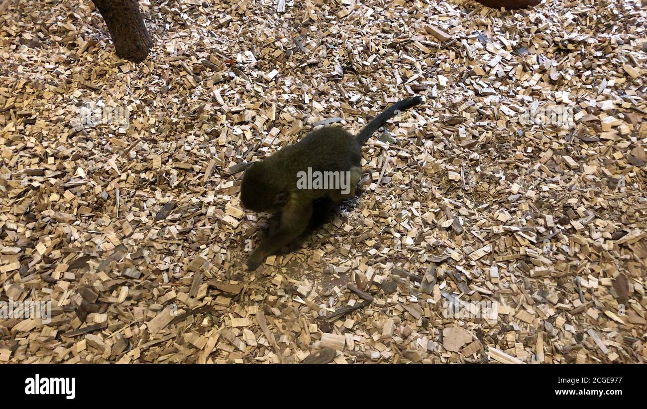 Monkey searching for something important Stock Photo - Alamy