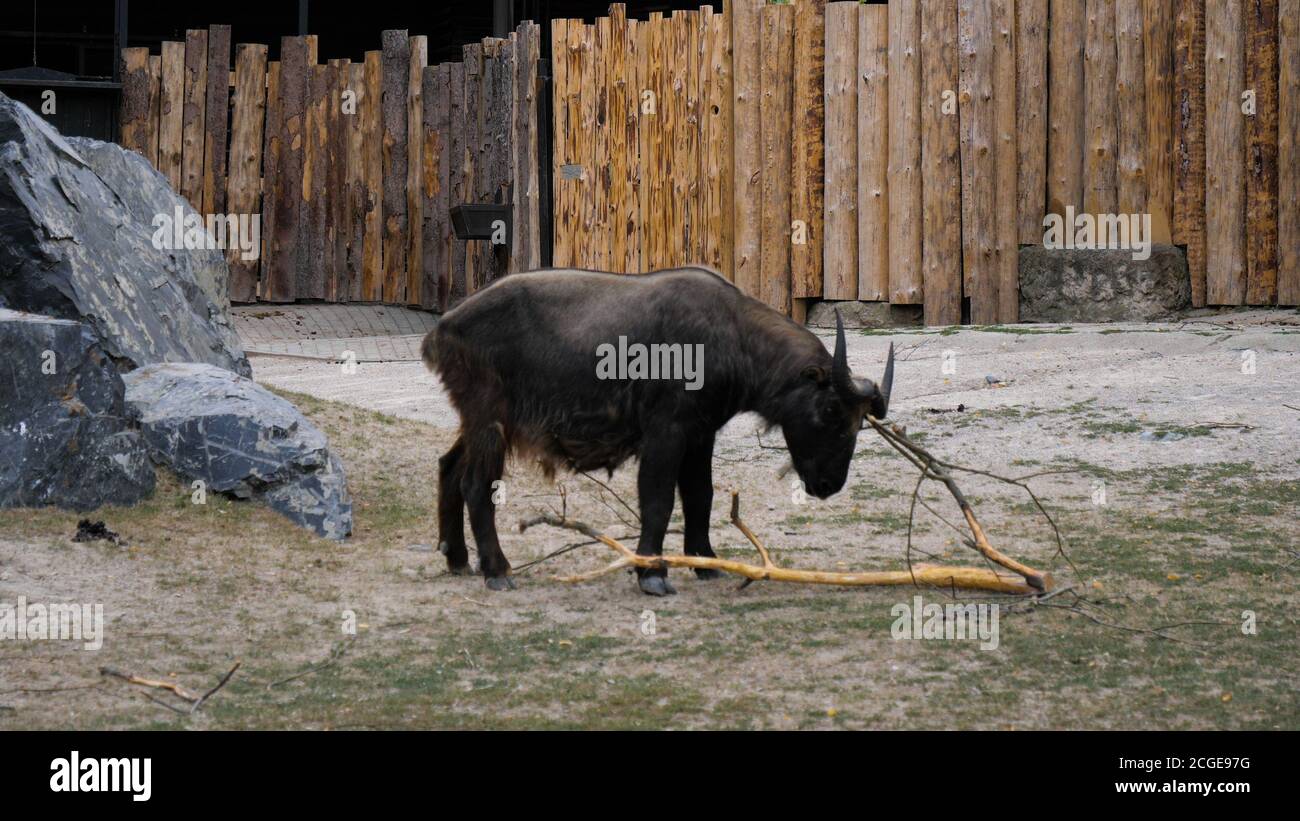 Takin mouth hi-res stock photography and images - Alamy