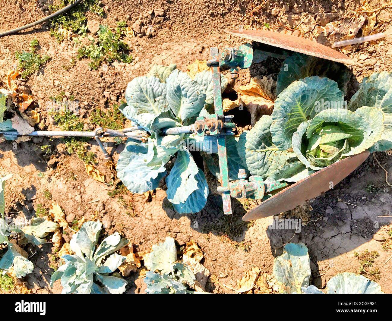Ripe green round cabbage growing in a garden with a gardening tool ...